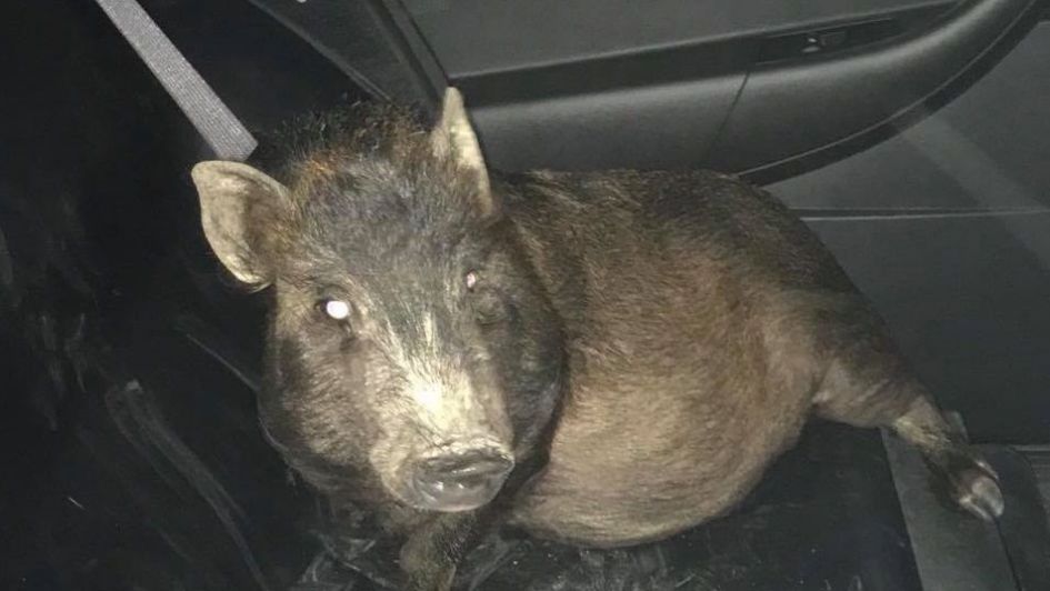 Llamó atemorizado a la Policía porque lo perseguía un cerdo