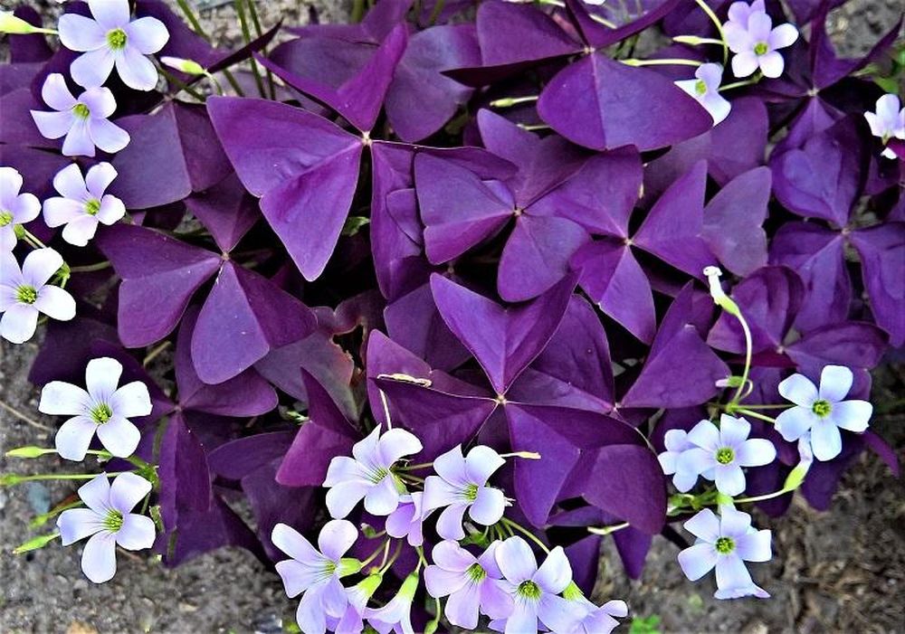 El trébol morado, la planta mariposa: secretos de cuidado y cultivo