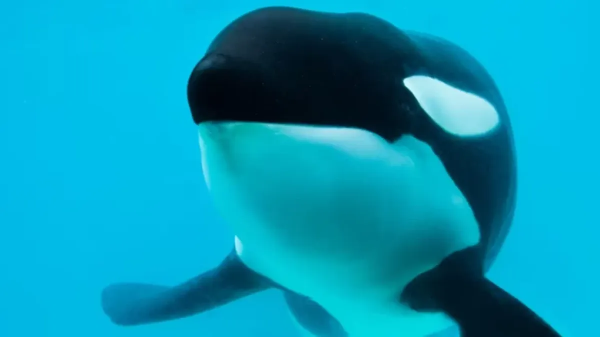 Murió Kshamenk, la única orca que vivía en cautiverio desde hacía 33 años