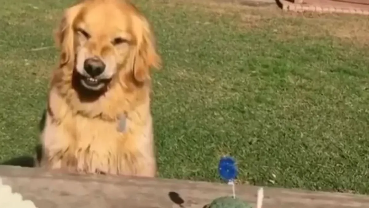 Afirman que su perro salvó la vida a su beba al advertirles que había ...