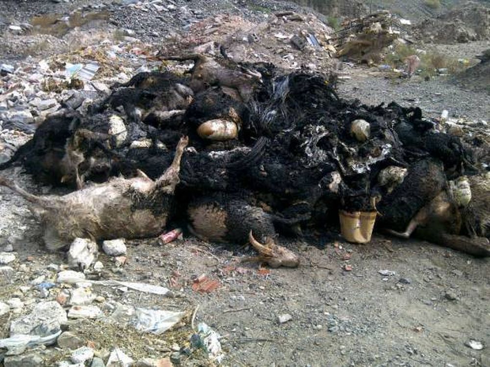 Matan y queman 30 cabras y una vaca que eran robadas