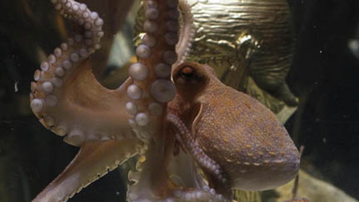 El pulpo se jubila, en la cima del estrellato